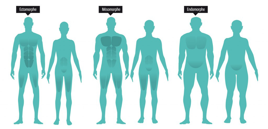 Les Différents morphotypes | Body Mechanics and Health